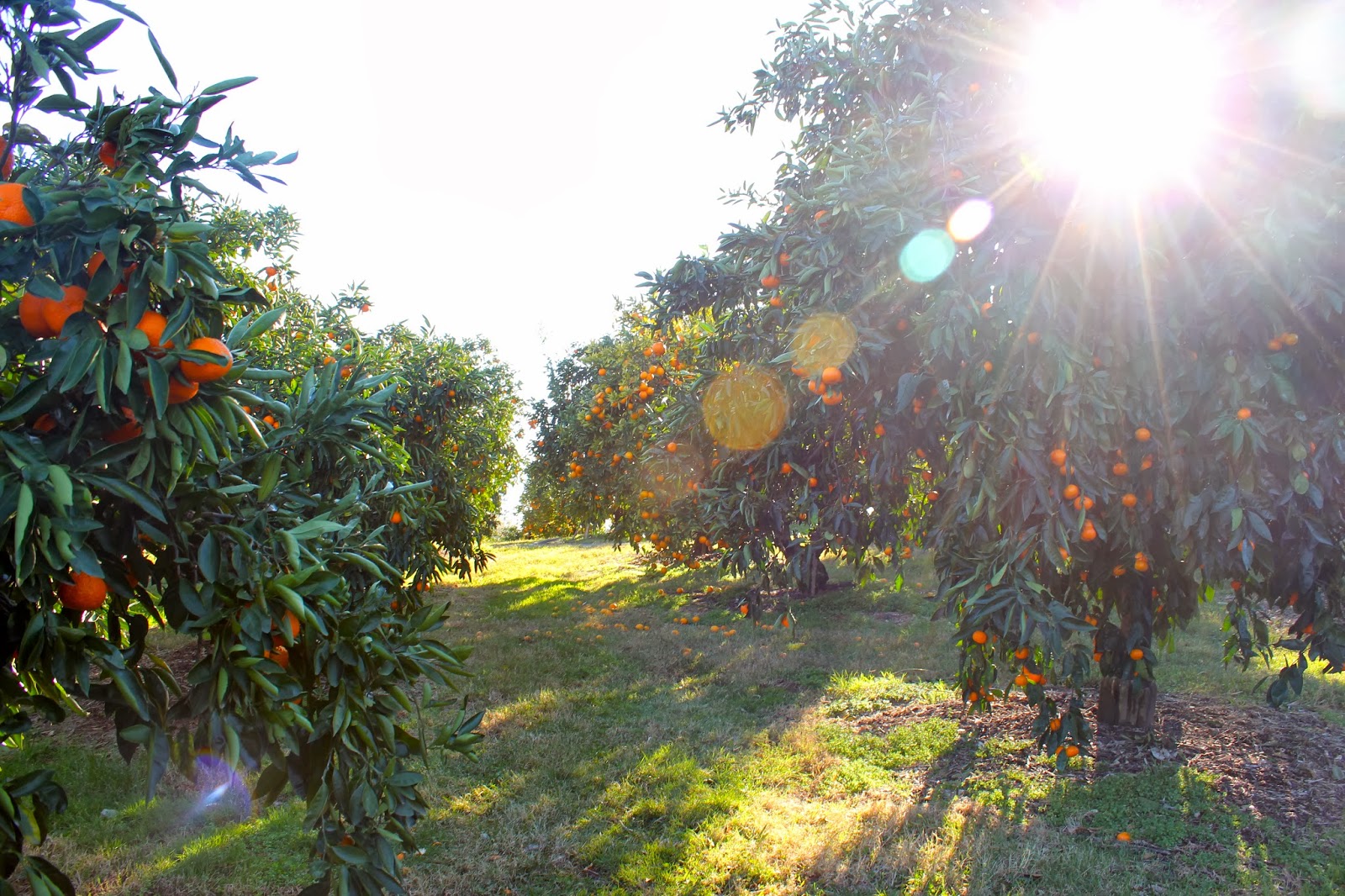 Mountain Mandarin Orchard Days 2017 - Sactown Magazine
