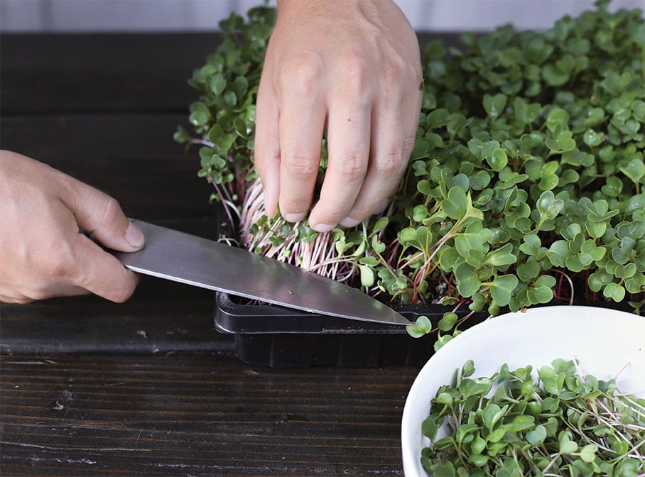 How to Grow Microgreens - San Diego Home/Garden Lifestyles