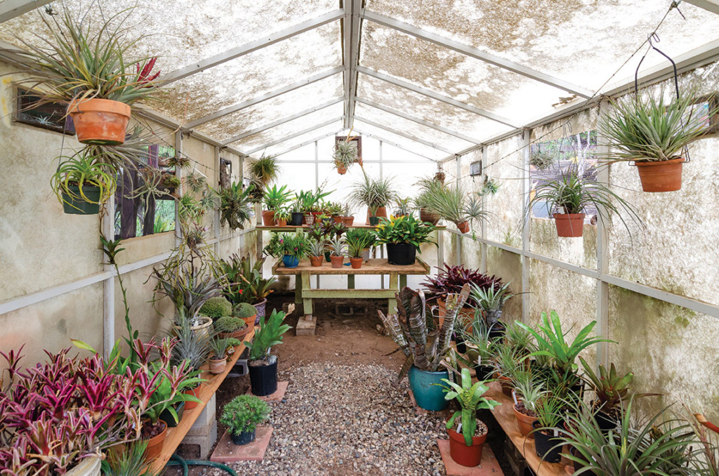 This Ever-Evolving Garden is an Air Plant Paradise - San Diego Home ...