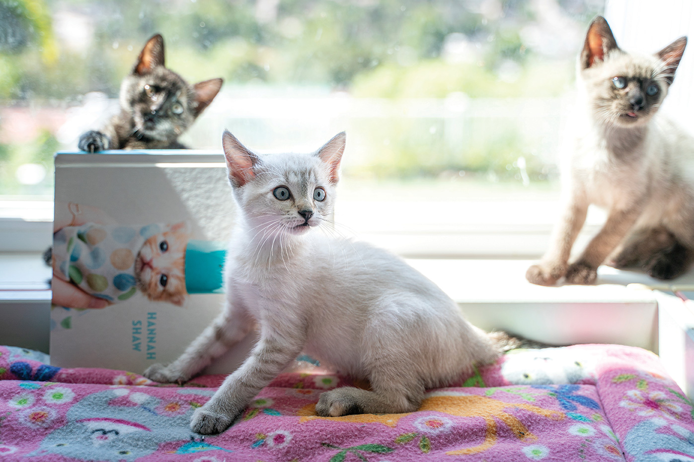 Meet the Kitten Lady, Hannah Shaw - San Diego Home/Garden Lifestyles