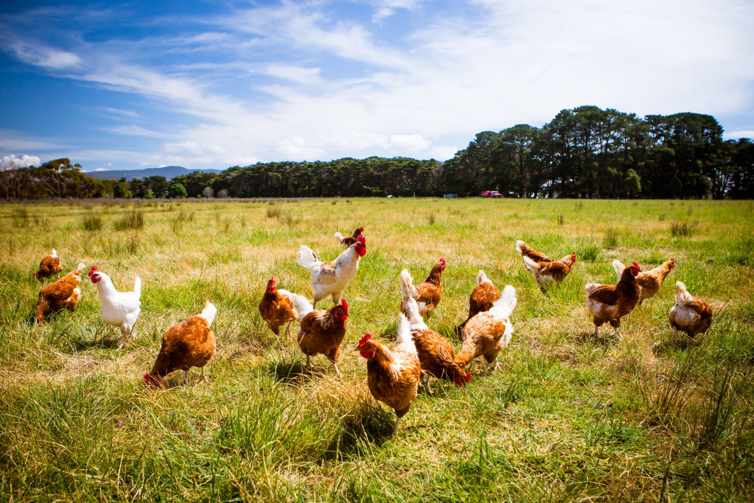 How To Improve The Treatment Of Animals In Agriculture - Spirit of ...