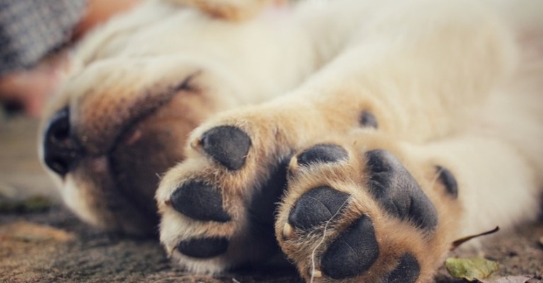 Why Your Dog’s Paws Smell Like Fritos And Other Fun Facts About Man’s ...