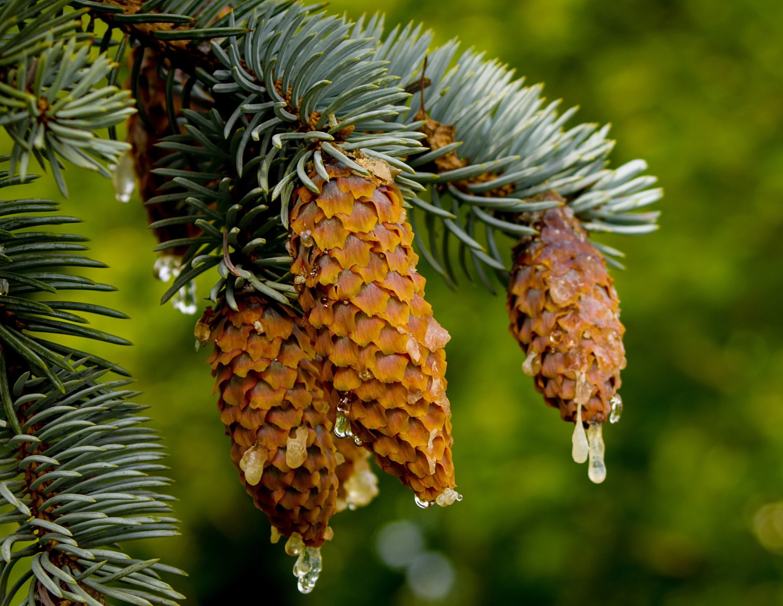 The Gift of Resins - Spirit of Change Magazine