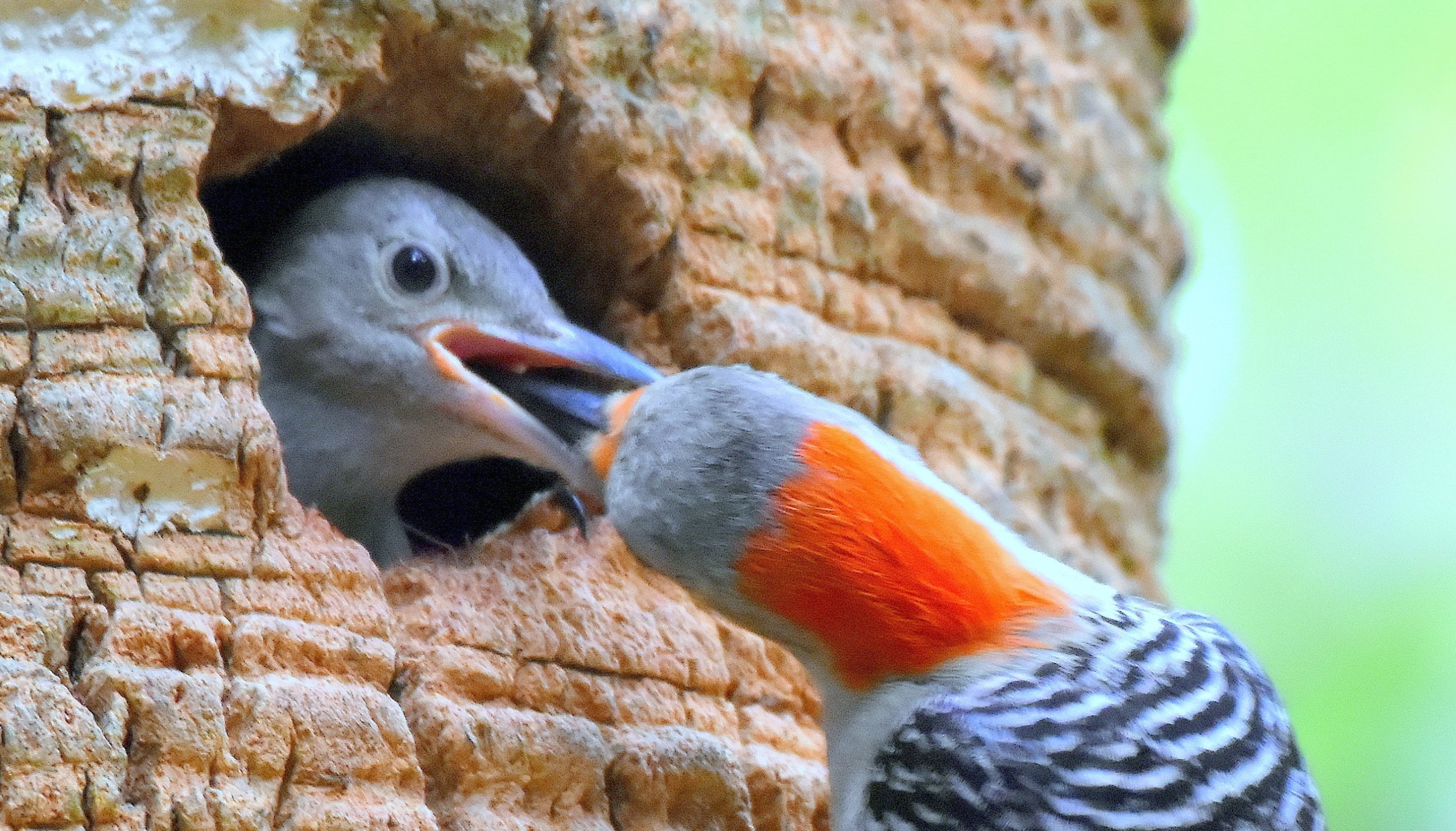 Woodpeckers & Sapsuckers: Nature’s Amazing Natural Pest Control ...