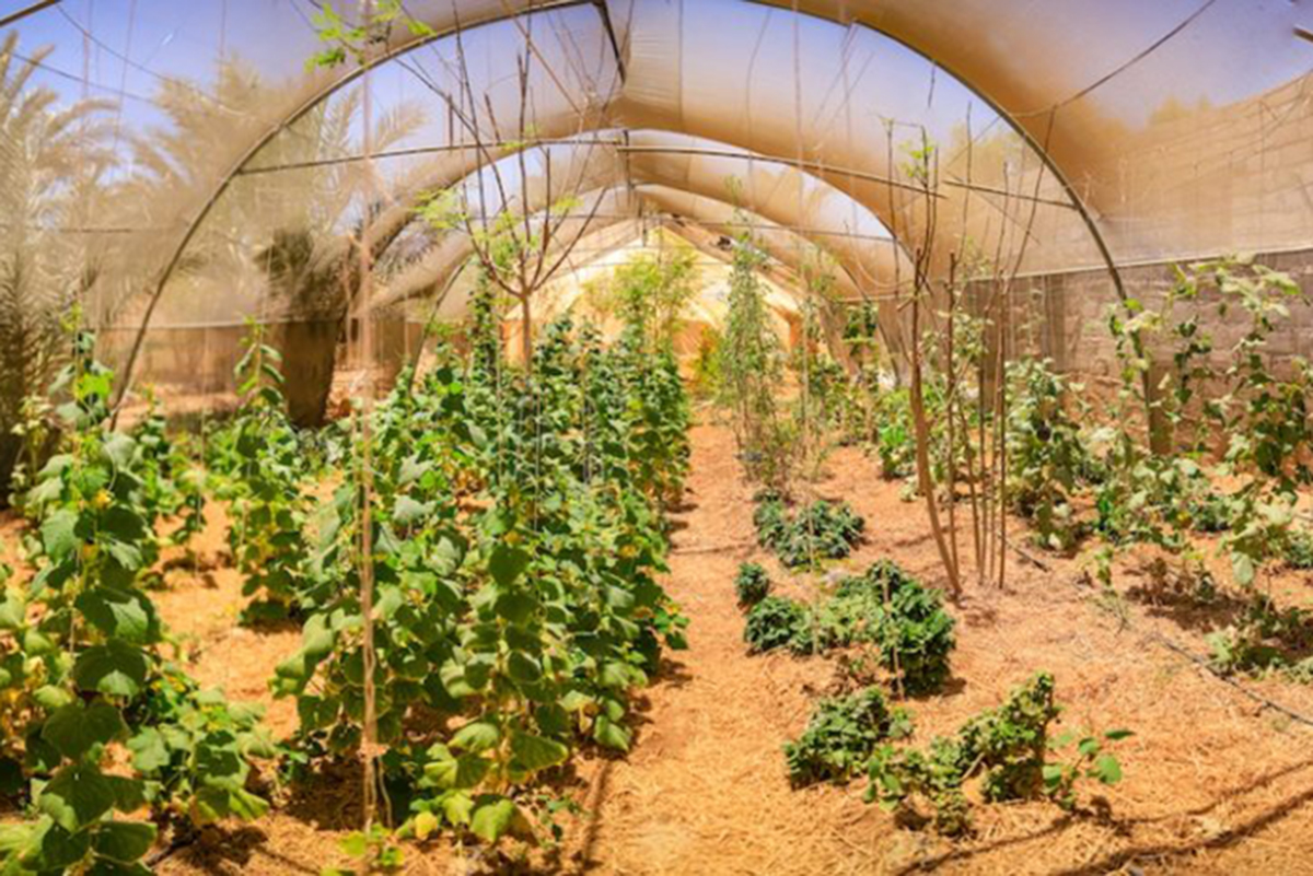 EarthTalk: What Exactly Is Permaculture And How Is It Good For The ...