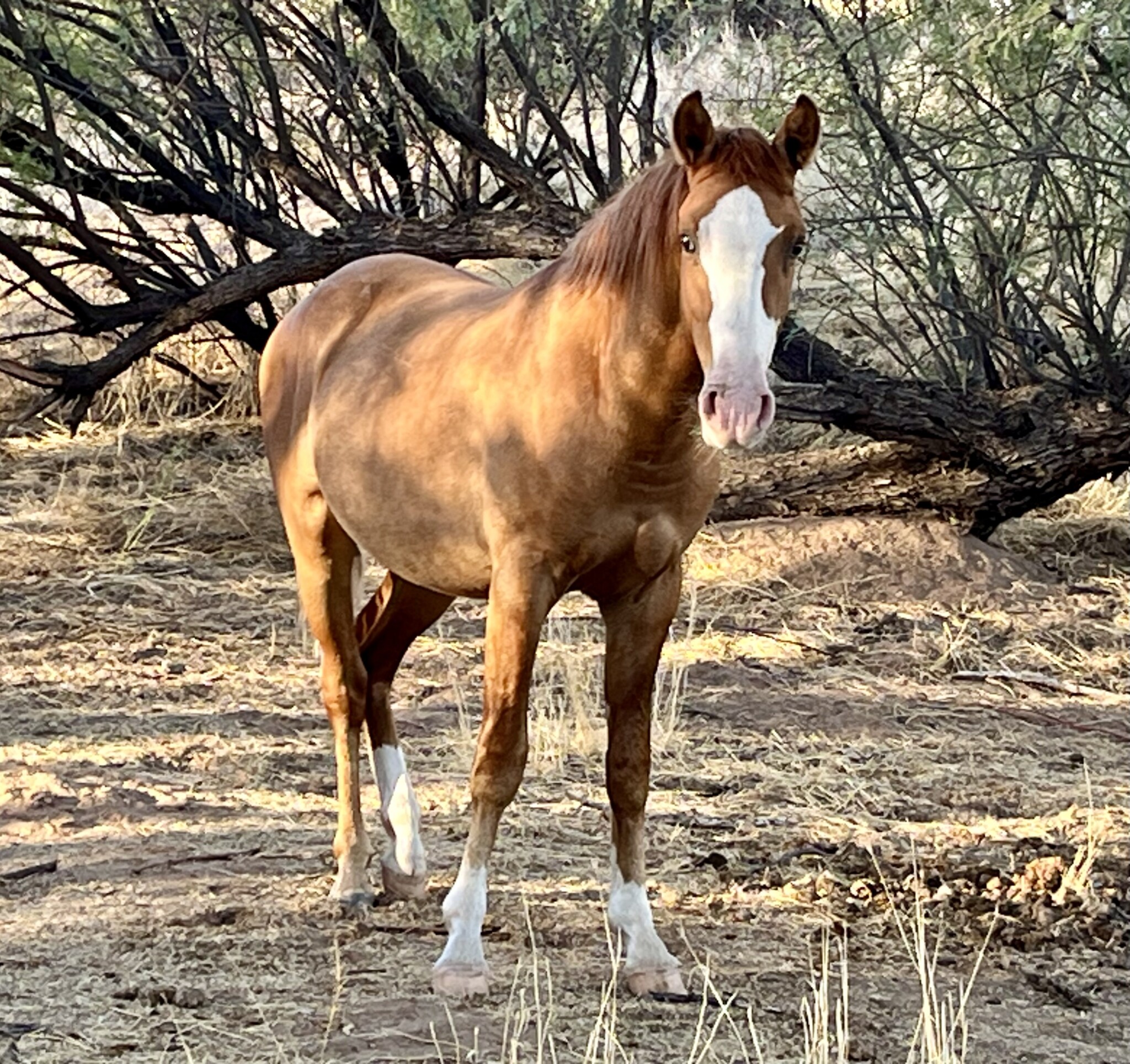 A Wild Encounter With A Colt - Spirit of Change Magazine