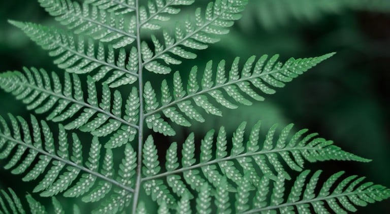 Fractal Patterns In Nature And Art Are Aesthetically Pleasing And ...