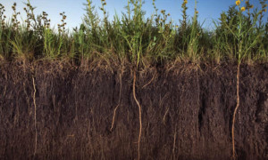 The Importance And Mystery of Soil - Spirit of Change Magazine