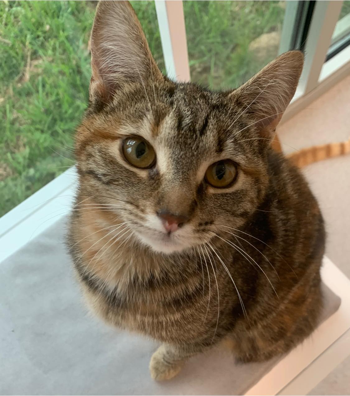 Here's Your Look At Local - Sunny 92.3 | WDEF-FM