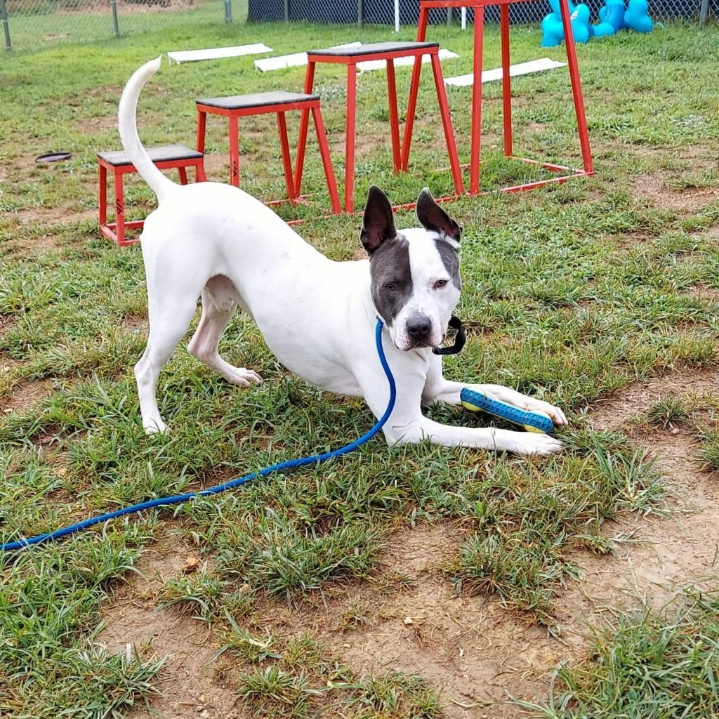 Wet Nose Wednesday - Sunny 92.3 | WDEF-FM