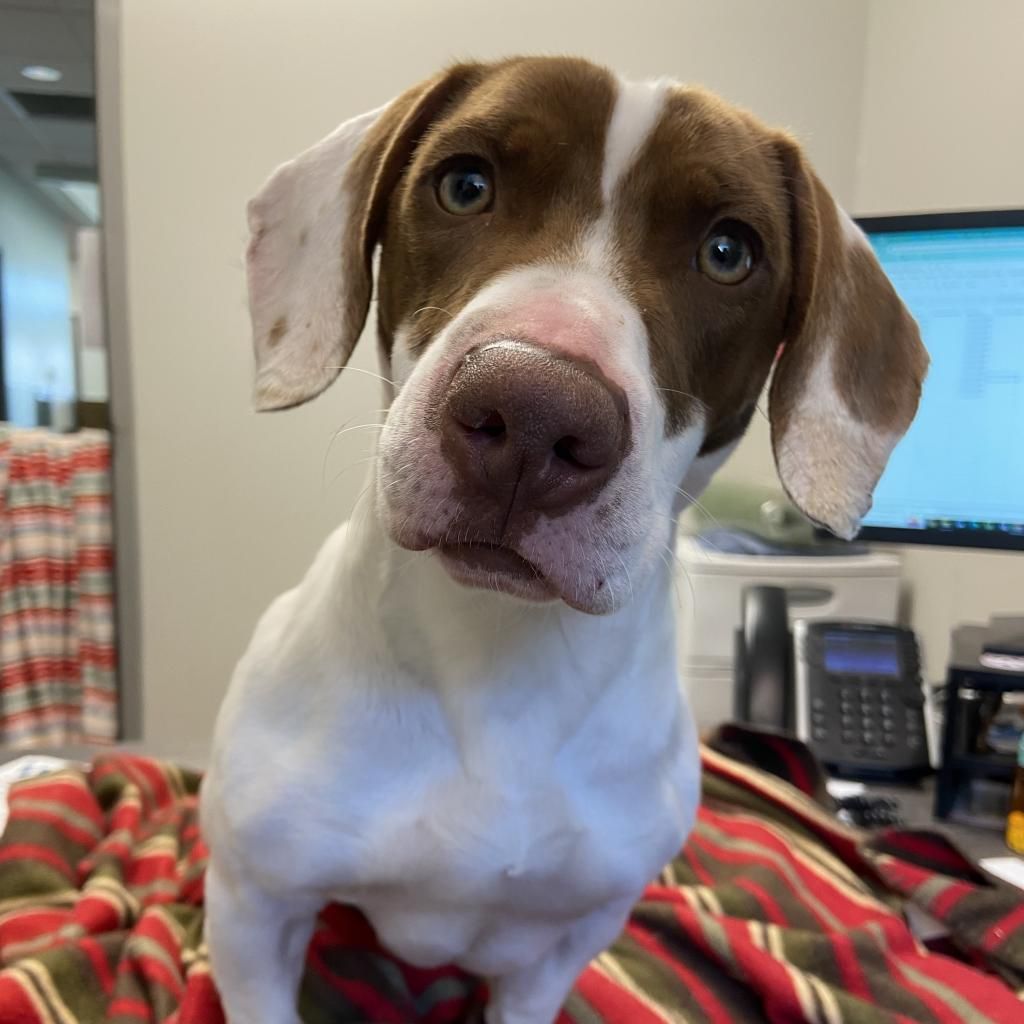 Wet Nose Wednesday - Sunny 92.3 | WDEF-FM
