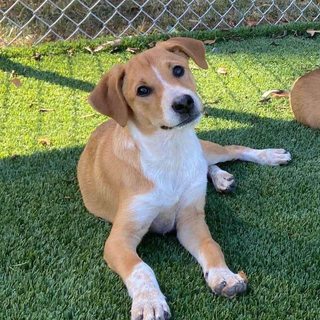 Wet Nose Wednesday - Sunny 92.3 | WDEF-FM