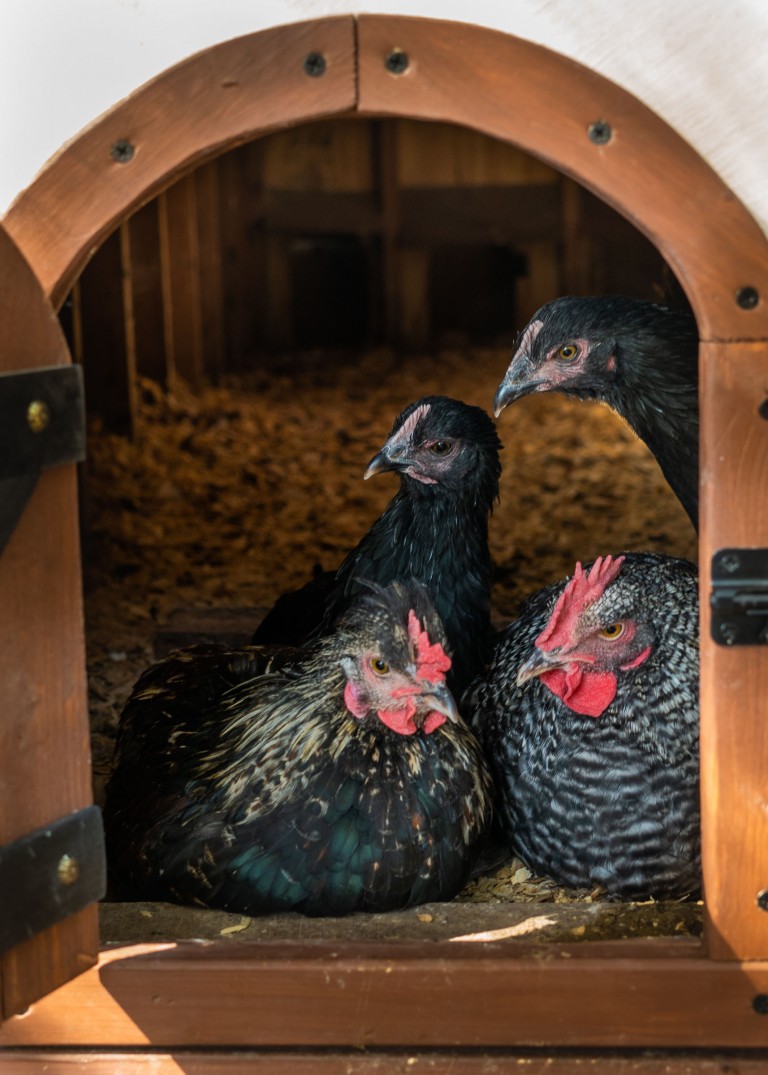 South of Peculiar, rural Missouri’s artisanal food scene is on the rise