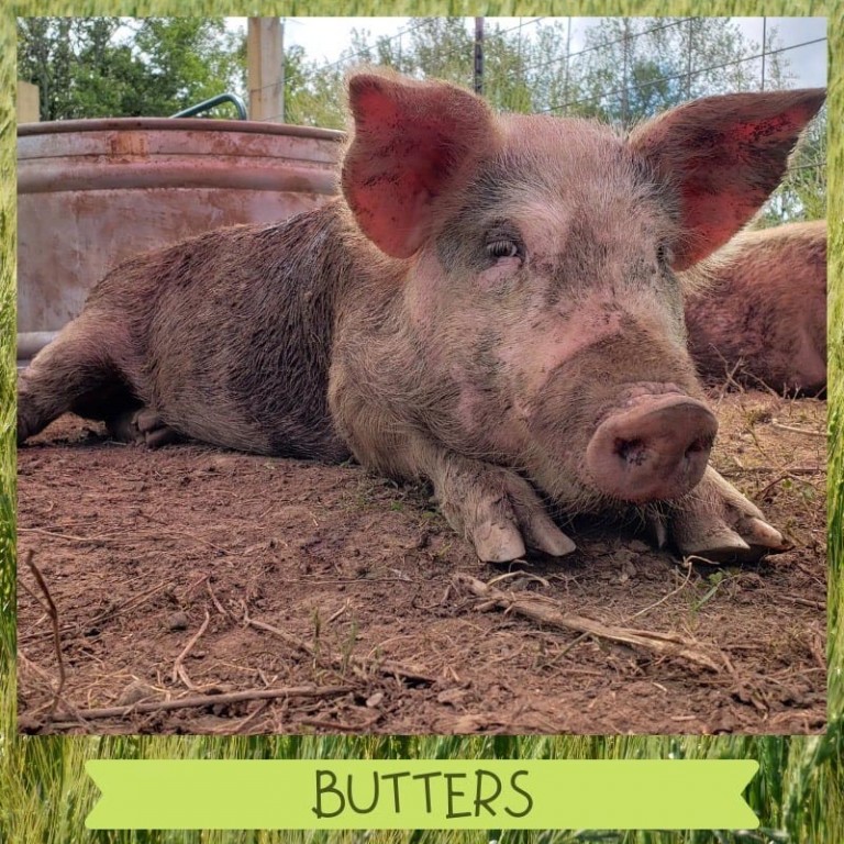 Kansas City Pig Rescue Network keeps the oink going