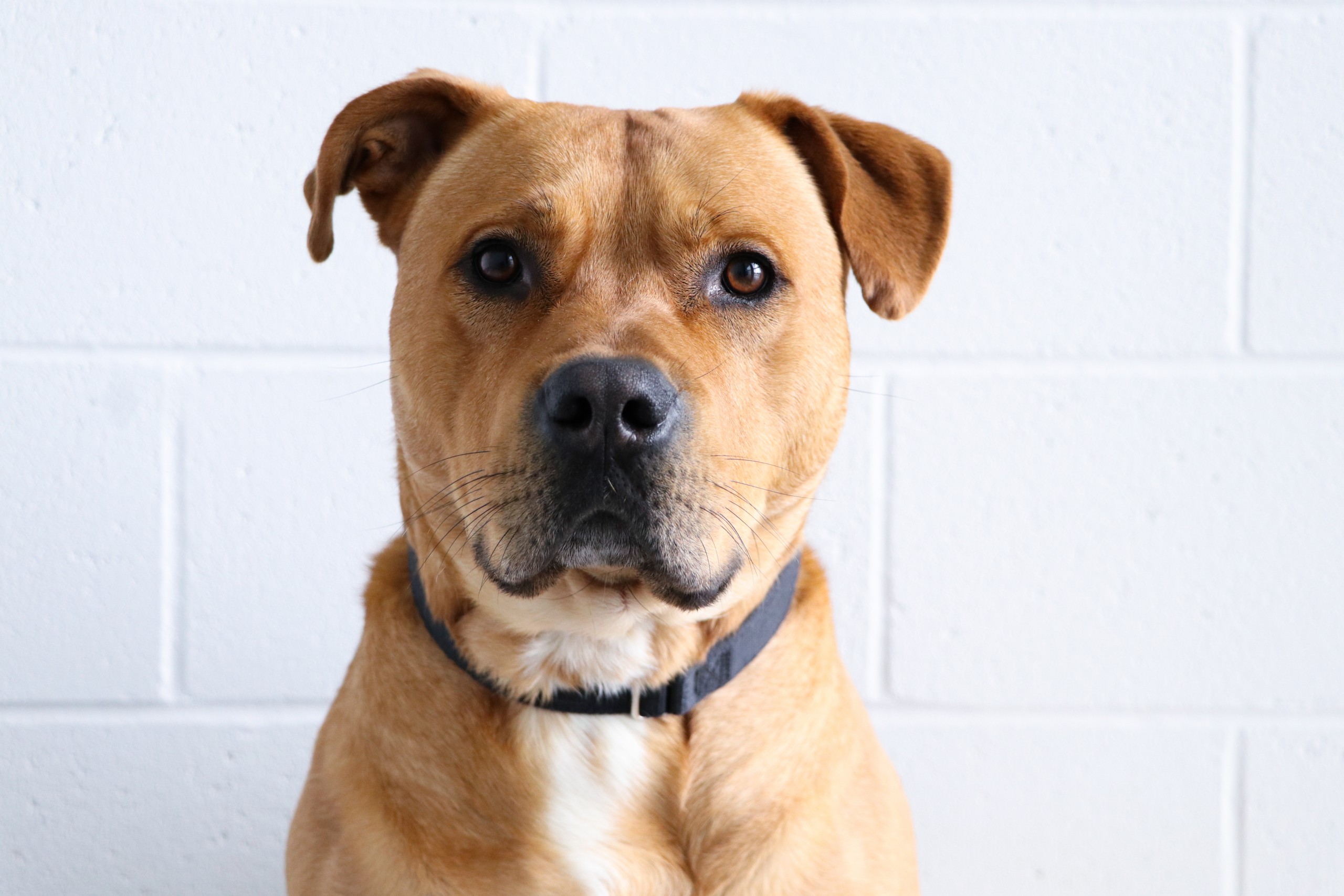 Creature Feature: Naveen will steal your heart with his gentle nature