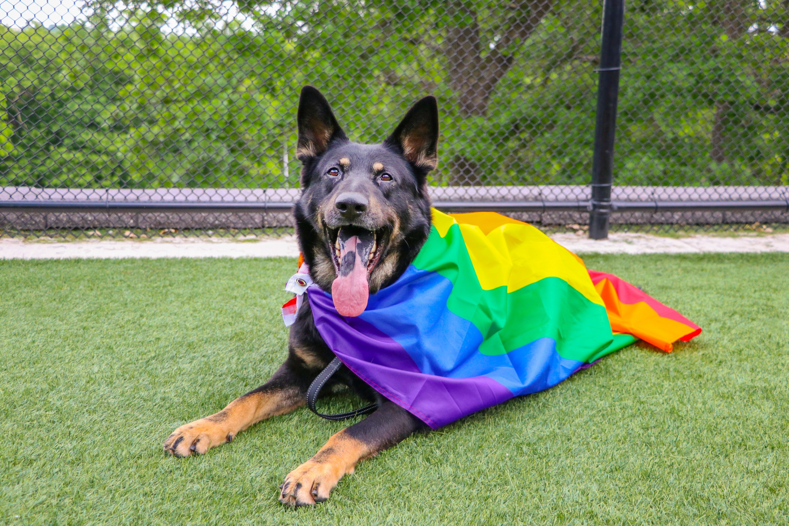 Creature Feature: Oso is a treat loving ally who enjoys playing fetch