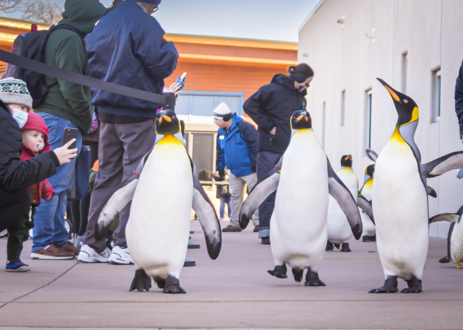 Kansas City Zoo features Penguin March through February