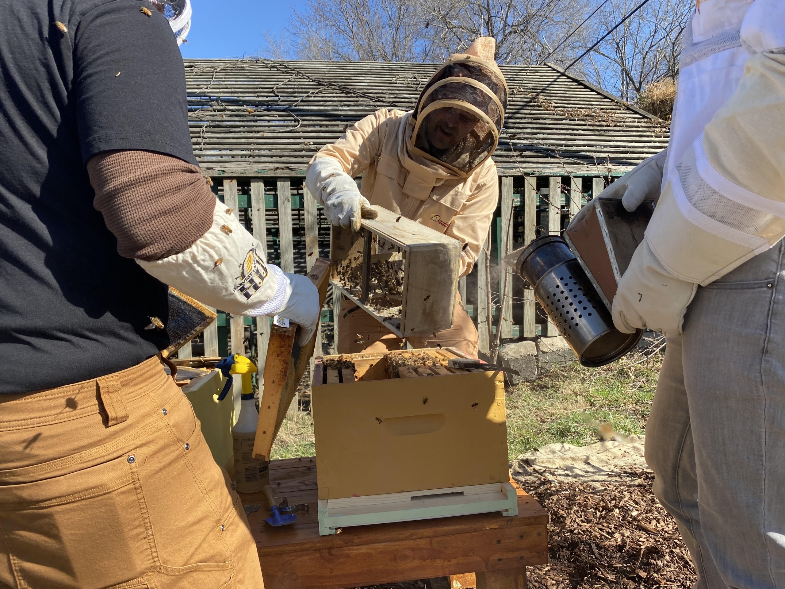 BeeKC brings 500,000 bees to local businesses with weekend beehive events