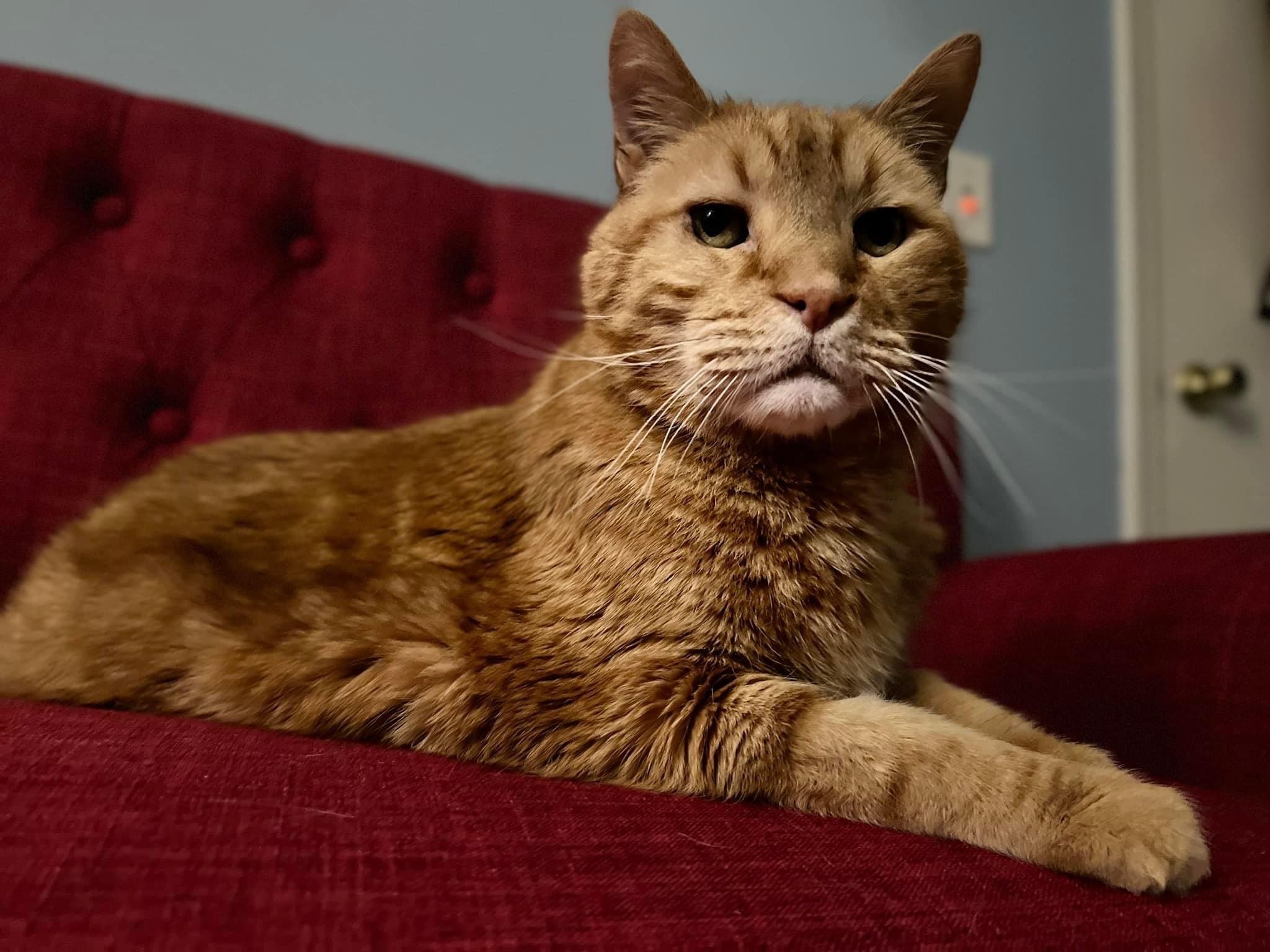 Creature Feature: Squeaker and Lincoln are in it for the long haul