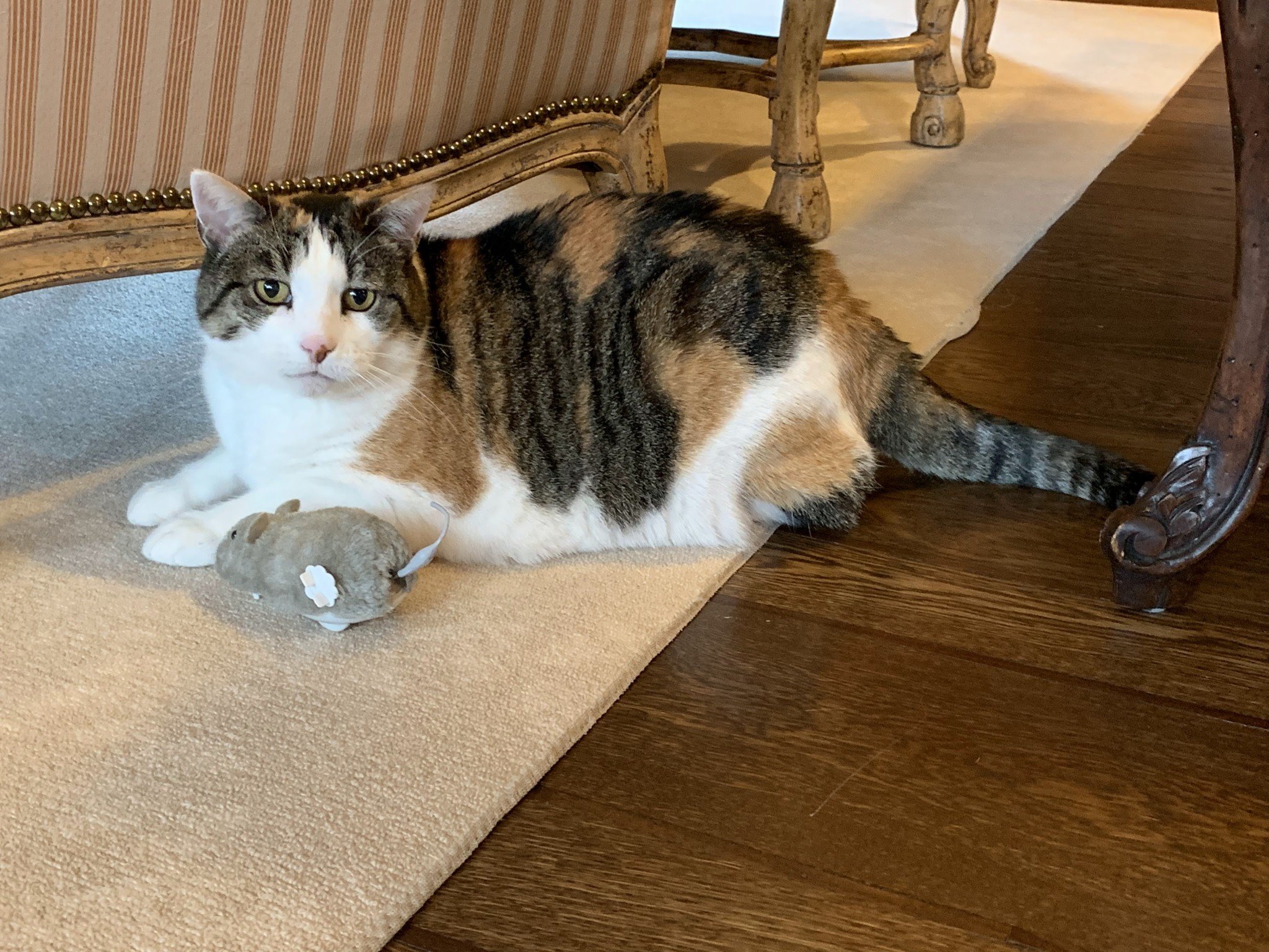 Frances, Gov. Laura Kelly's cat, addresses her cat-stituents in The ...