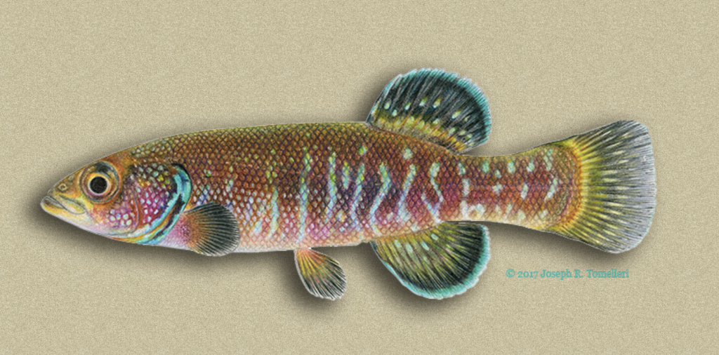 Four Inane Questions with fish illustrator extraordinaire Joe Tomelleri