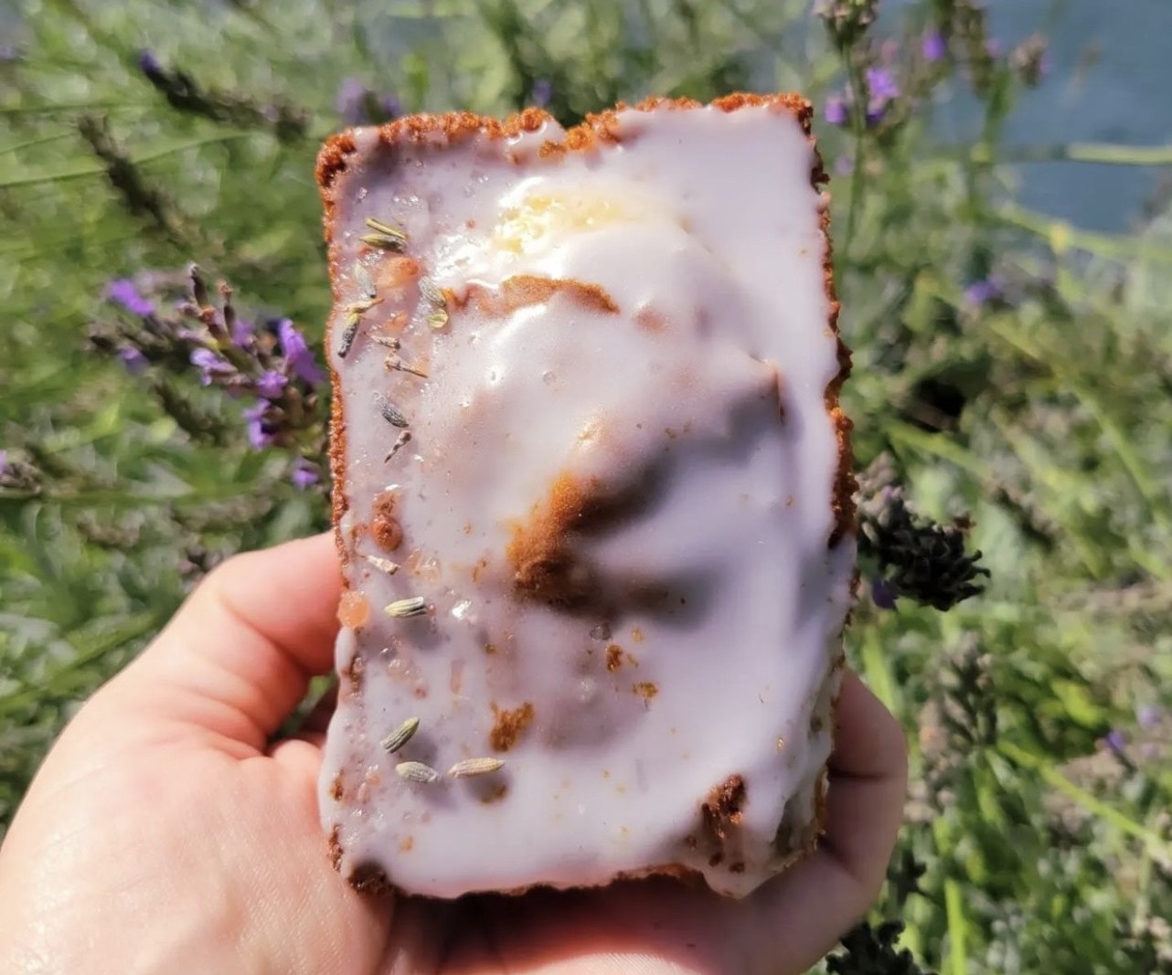 chicatana ants Archives | The Pitch