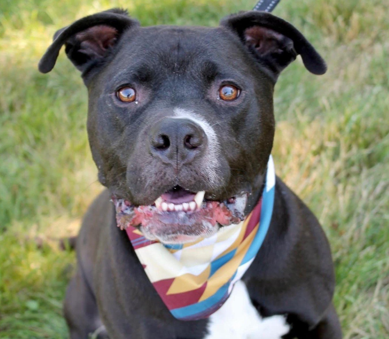 Creature Feature: Marvin is looking for his pack