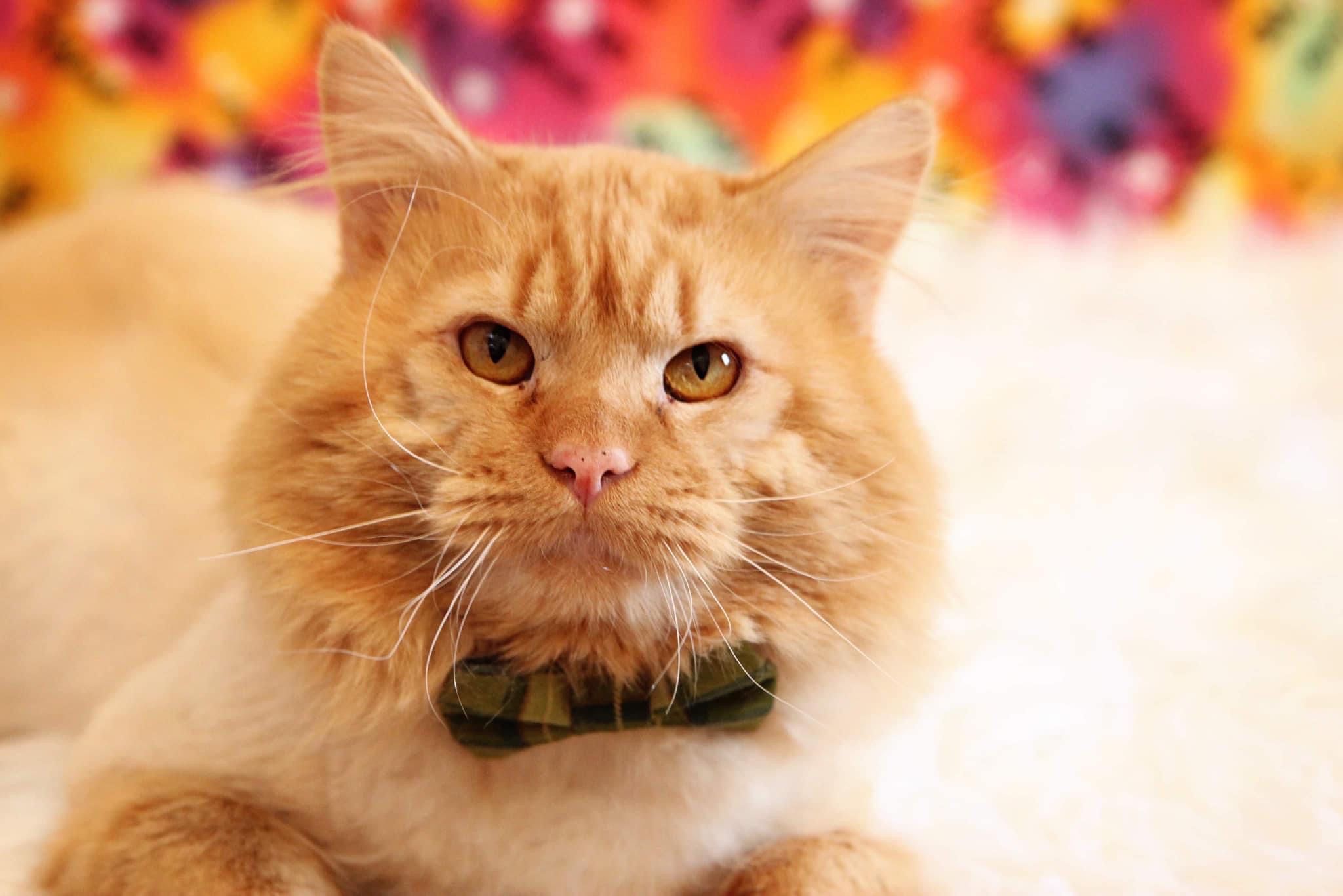 Creature Feature: Sir Chauncey CheetoPuff is the fanciest boi