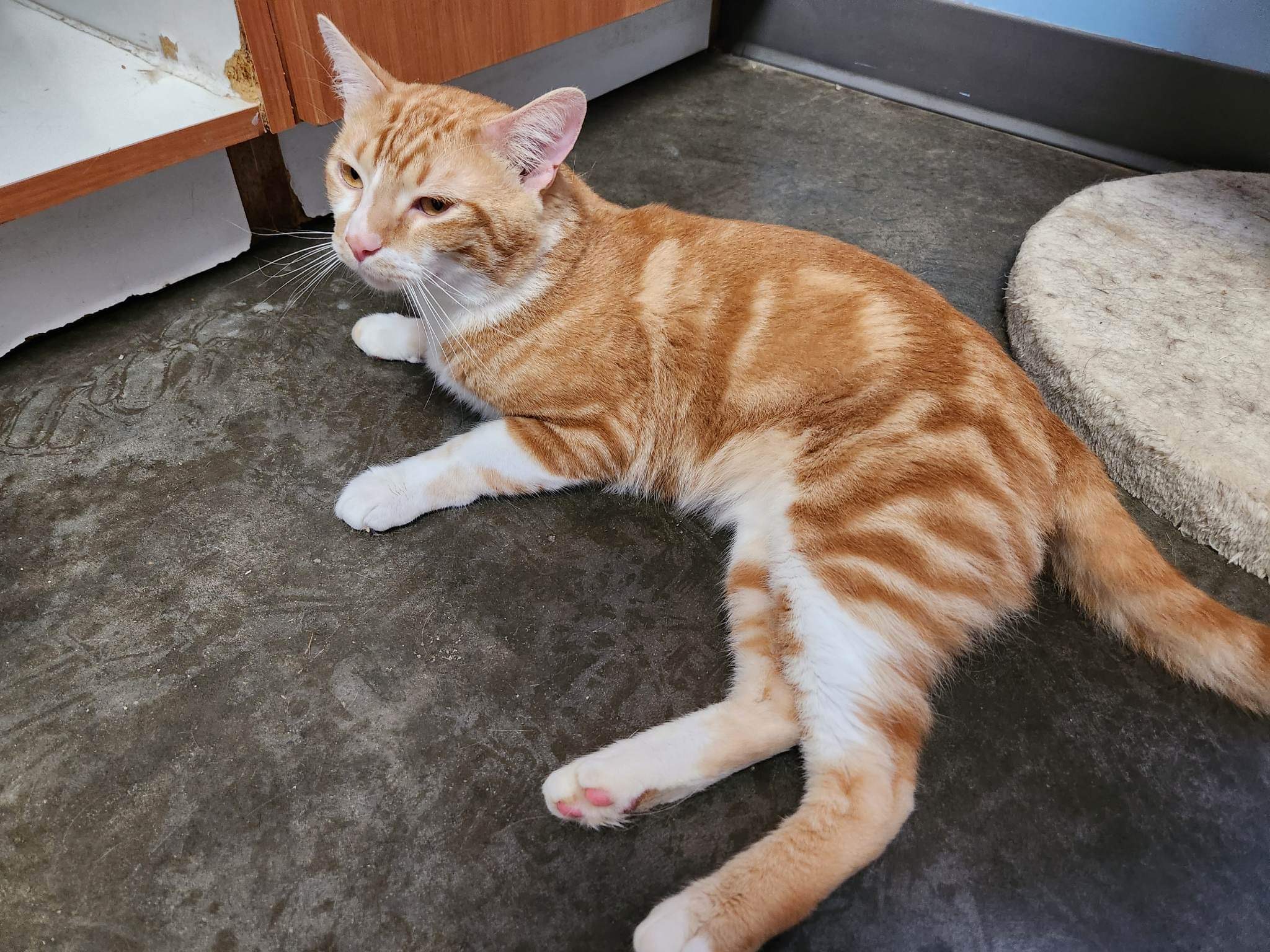 Creature Feature: Frank is a tank, ready to storm the ranks for food ...