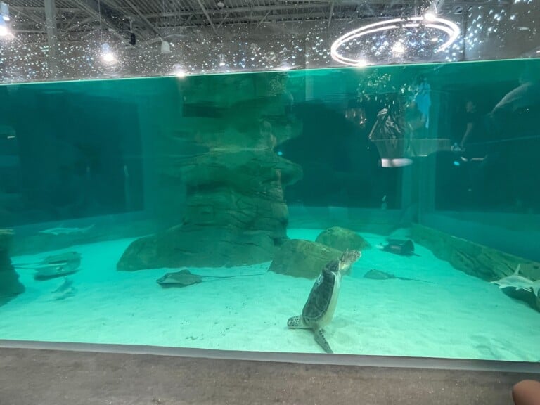Kansas City Zoo reveals Sobela Ocean Aquarium in public opening event