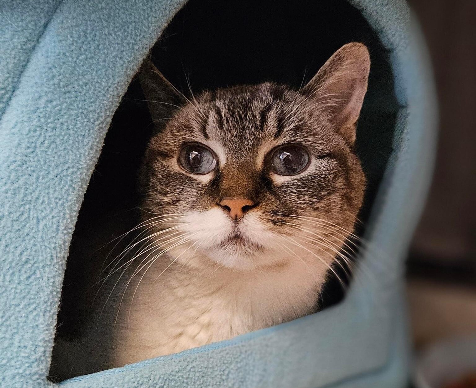 Creature Feature: Puddin is a shy kitty ready for her chance