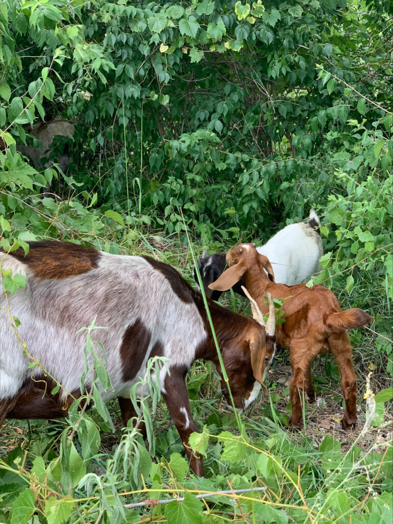 Port KC brings goat frenzy back to Berkley Riverfront. Here's how to ...