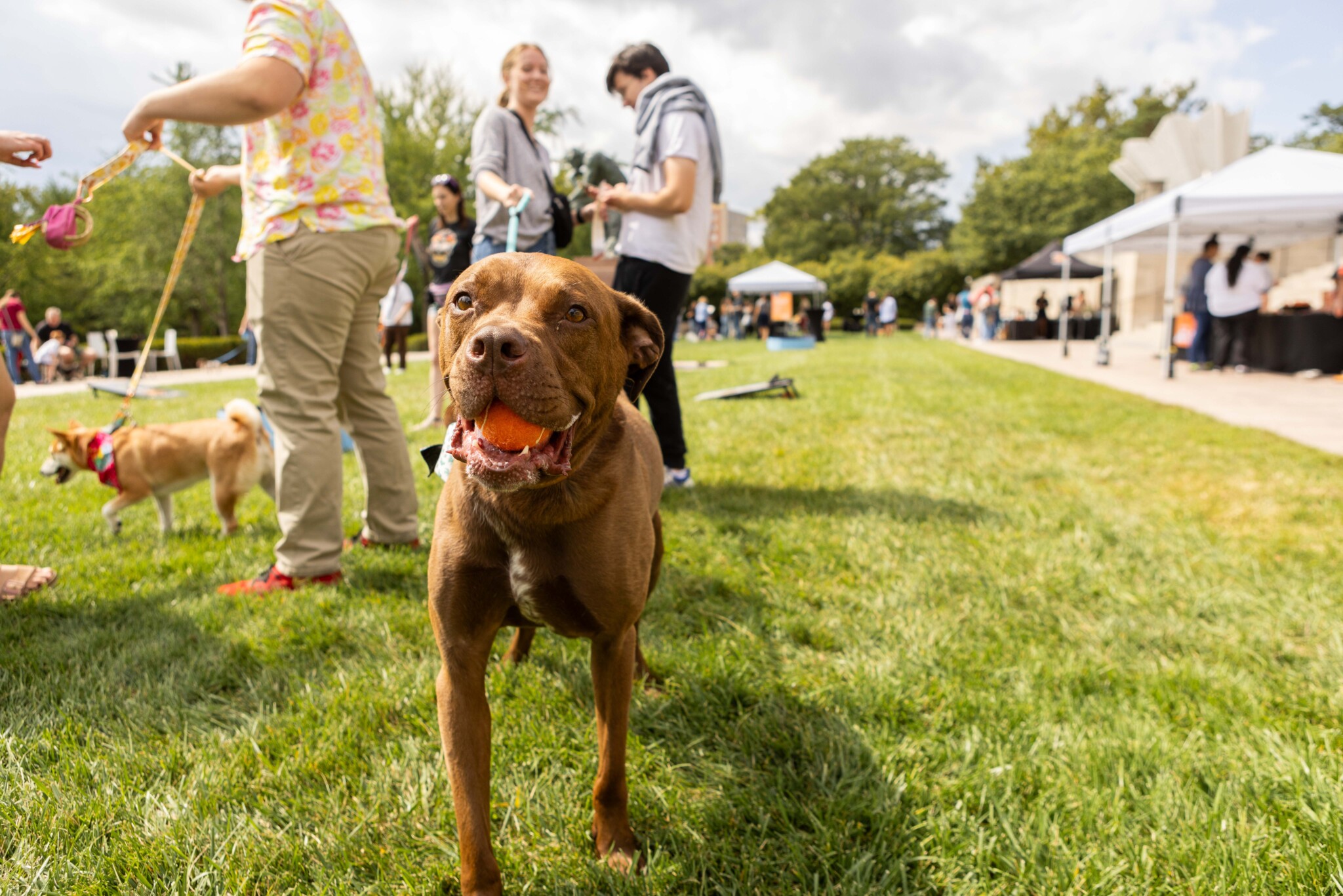 Bark in the Sculpture Park returns to the Nelson-Atkins lawn for ...