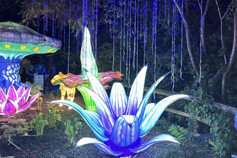 GloWild: Legends & Lore Festival transforms the Kansas City Zoo