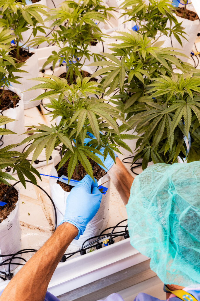 Behind The Bud: Show-Me Organics' team of cannabis connoisseurs are ...