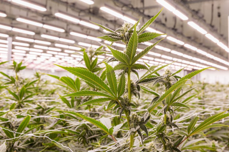 Behind The Bud: Show-Me Organics' team of cannabis connoisseurs are ...