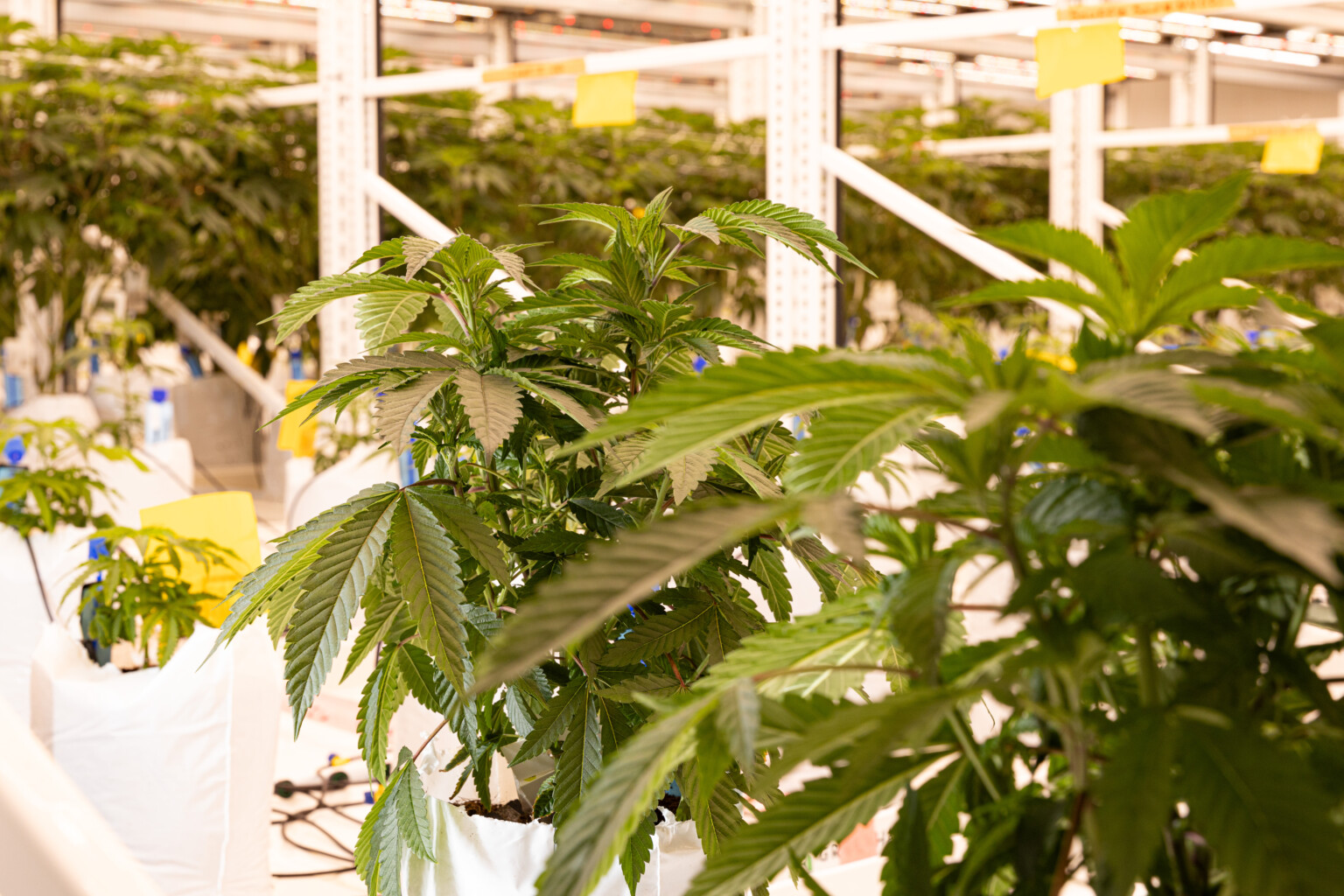 Behind The Bud: Show-Me Organics' team of cannabis connoisseurs are ...