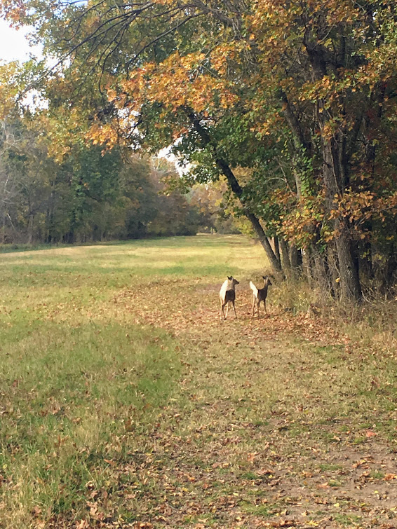 Visiting Oxley Nature Center and Red Bud Valley - TulsaKids Magazine