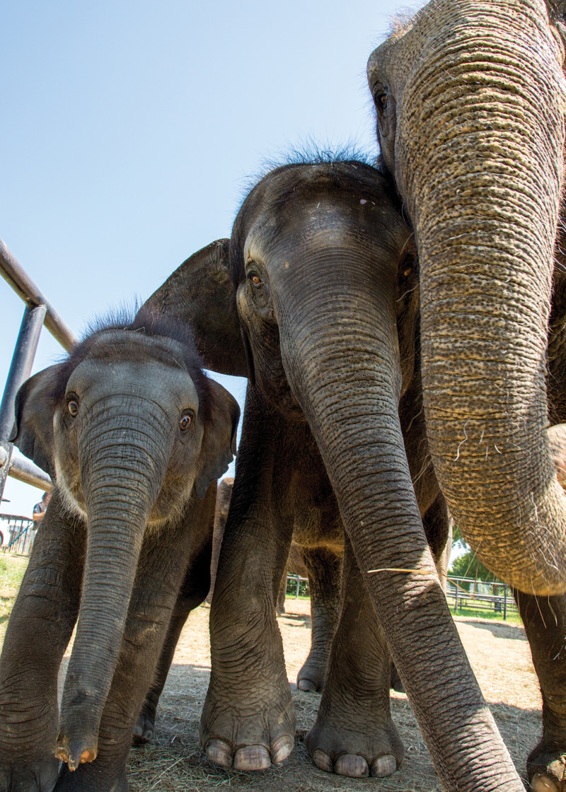 Endangered Ark Foundation, Where You Can Bond with Elephants