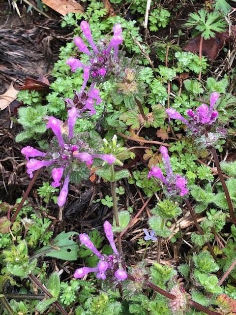 A Family Becomes Citizen Scientists - TulsaKids Magazine