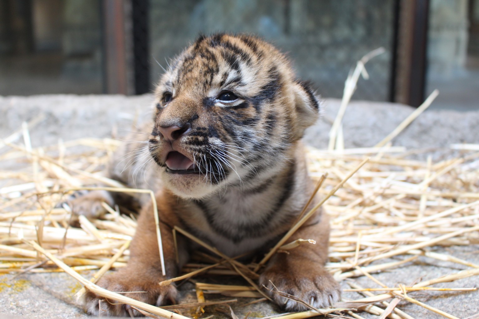 Malayan Tiger Cub Born at Tulsa Zoo - TulsaKids Magazine