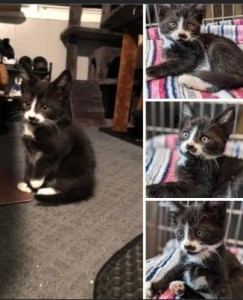 Smudgey’s Law: - TulsaKids Magazine