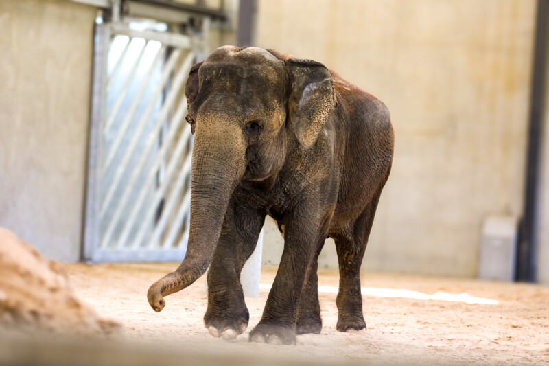 Tulsa Zoo Opens New Elephant Preserve Barn - TulsaKids Magazine