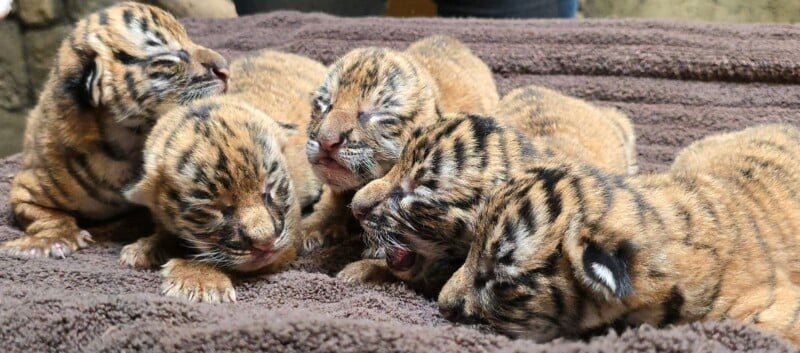 Tulsa Zoo Welcomes 5 Critically Endangered Malayan Tiger Cubs ...
