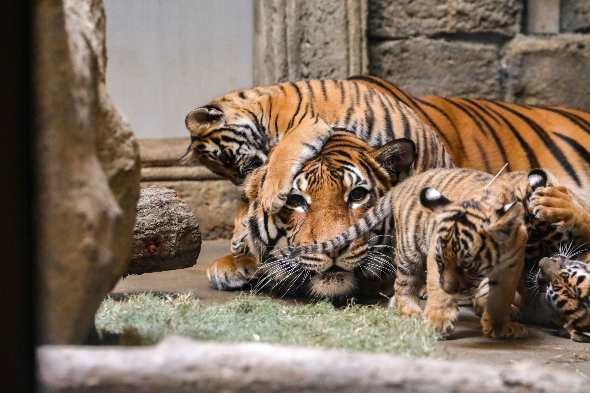 Tulsa Zoo Home to Historic Litter of Malayan Tiger Cubs - TulsaKids ...