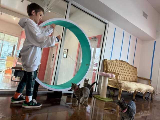 Tulsa Has a Cat Cafe! - TulsaKids Magazine