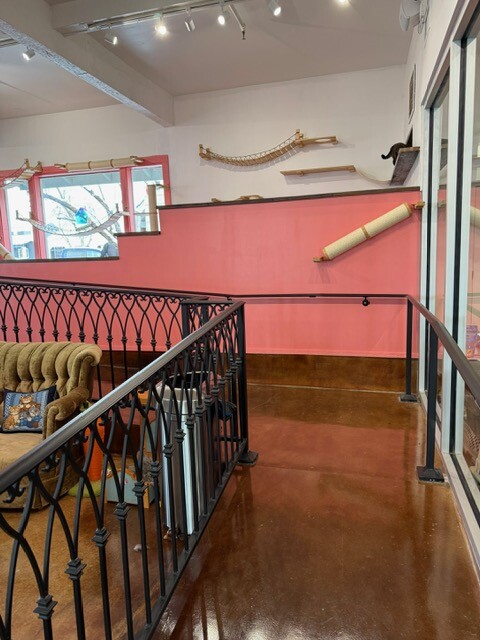 Tulsa Has a Cat Cafe! - TulsaKids Magazine