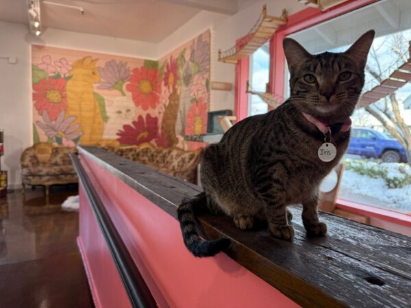 Tulsa Has a Cat Cafe! - TulsaKids Magazine