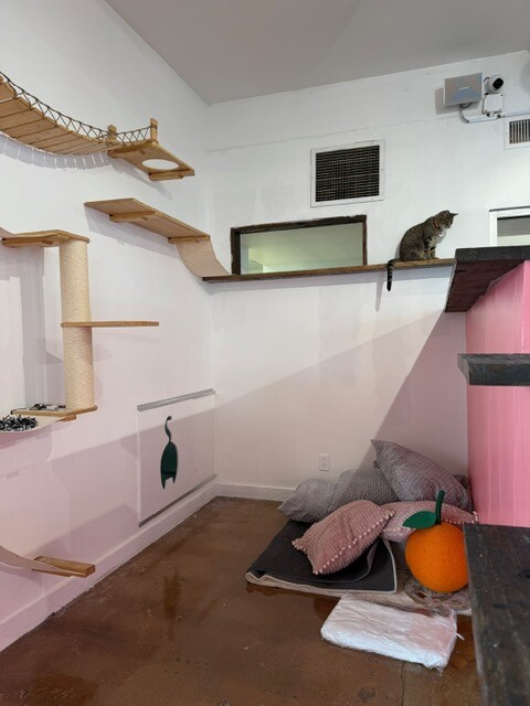 Tulsa Has a Cat Cafe! - TulsaKids Magazine