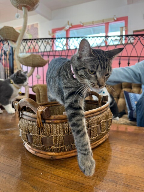 Tulsa Has a Cat Cafe! - TulsaKids Magazine